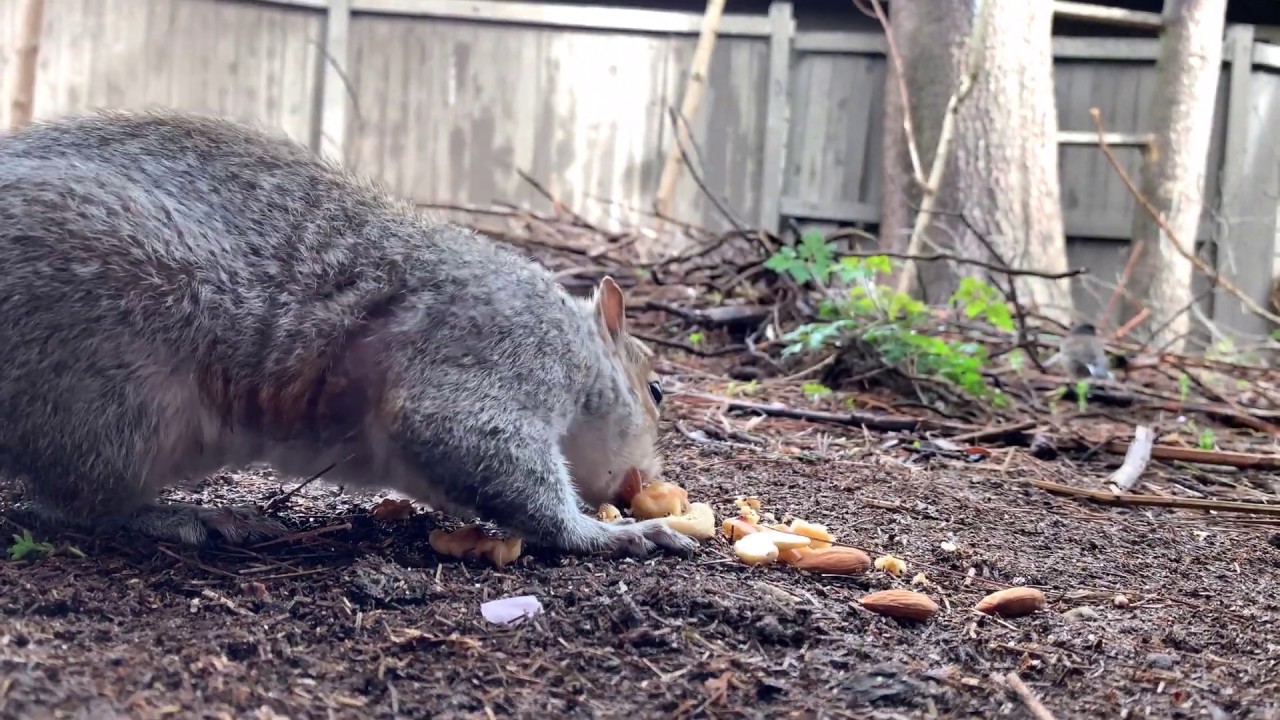 Squirrely fun in Shoreline WA - YouTube