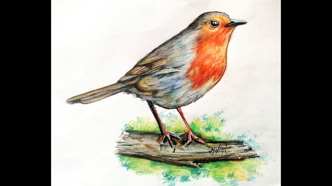 How to Drawing & coloring sparrow bird with color pencil - YouTube