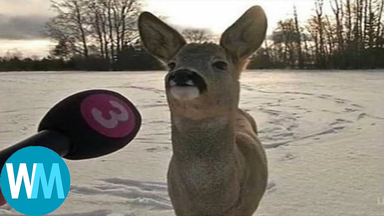 Top 5 Deer - YouTube