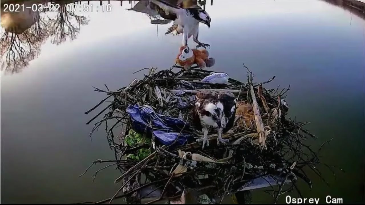 Dahlgren Osprey Cam Jack brings in another Teddy Bear 7:50am 3-22-2021 ...