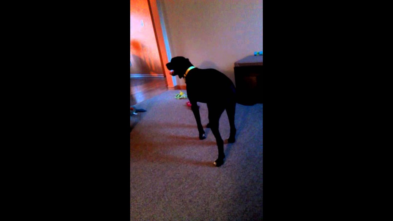 Don't jizz on my carpet, Dog! - YouTube