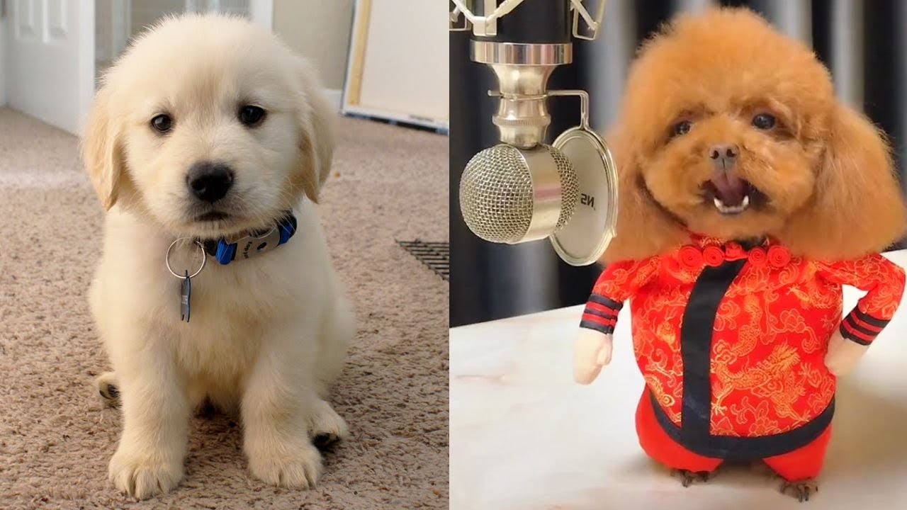 Funny Dog Videos that will make you Laugh Out Loud || It's TIME for ...
