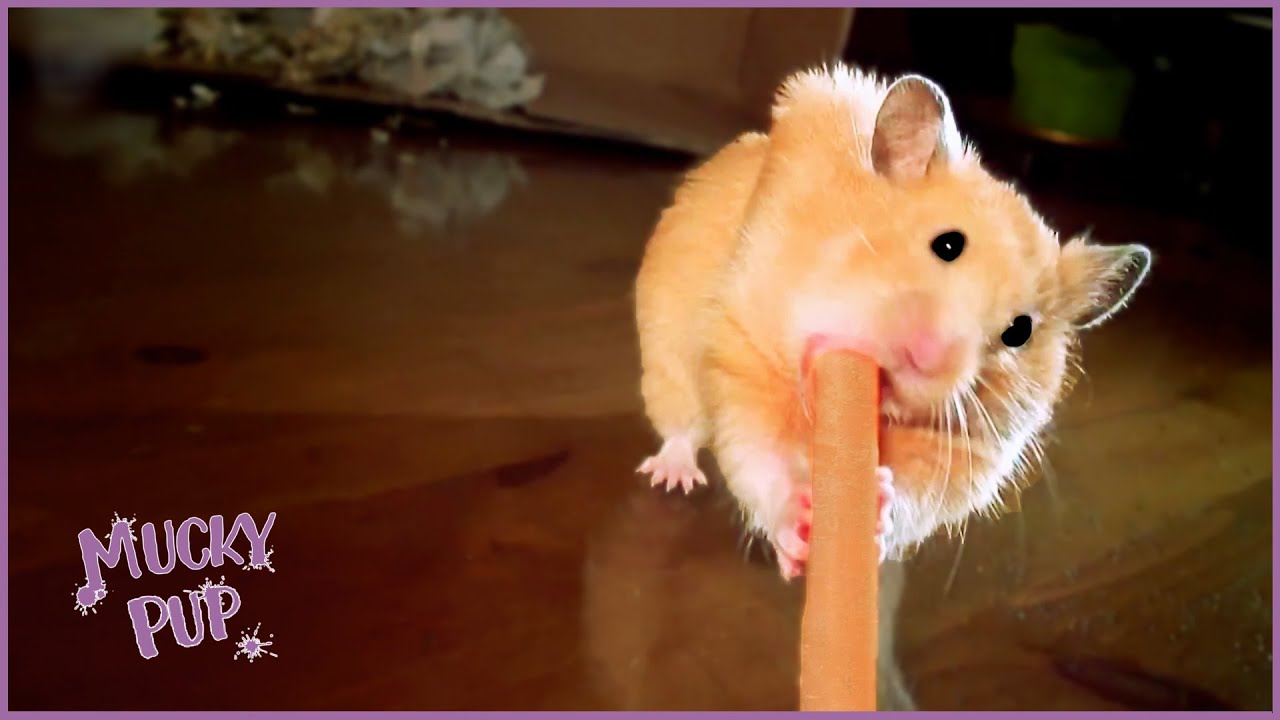 Is This The Greediest Hamster? 🐹 | Funniest Pets - YouTube