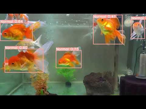 Fish detection, yolo, computer vision. - YouTube