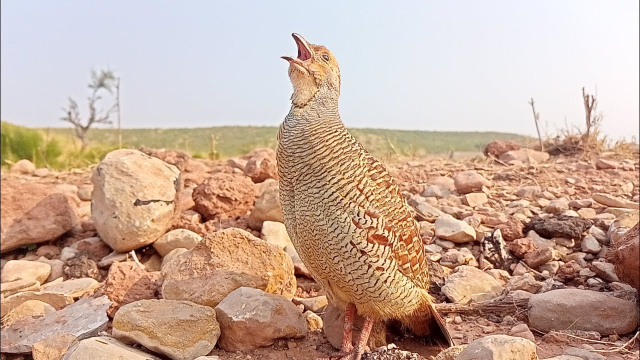 Nice Bird sounds teetar voice.teetar sounds teetar ki awaz - YouTube