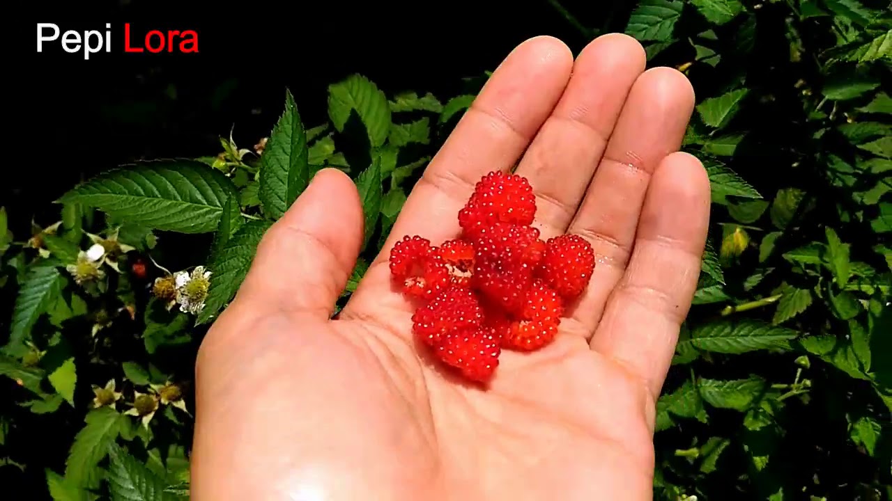 Bikin Jus Dari Buah Arbei ( Raspberry ) Yang baru Dipetik - YouTube