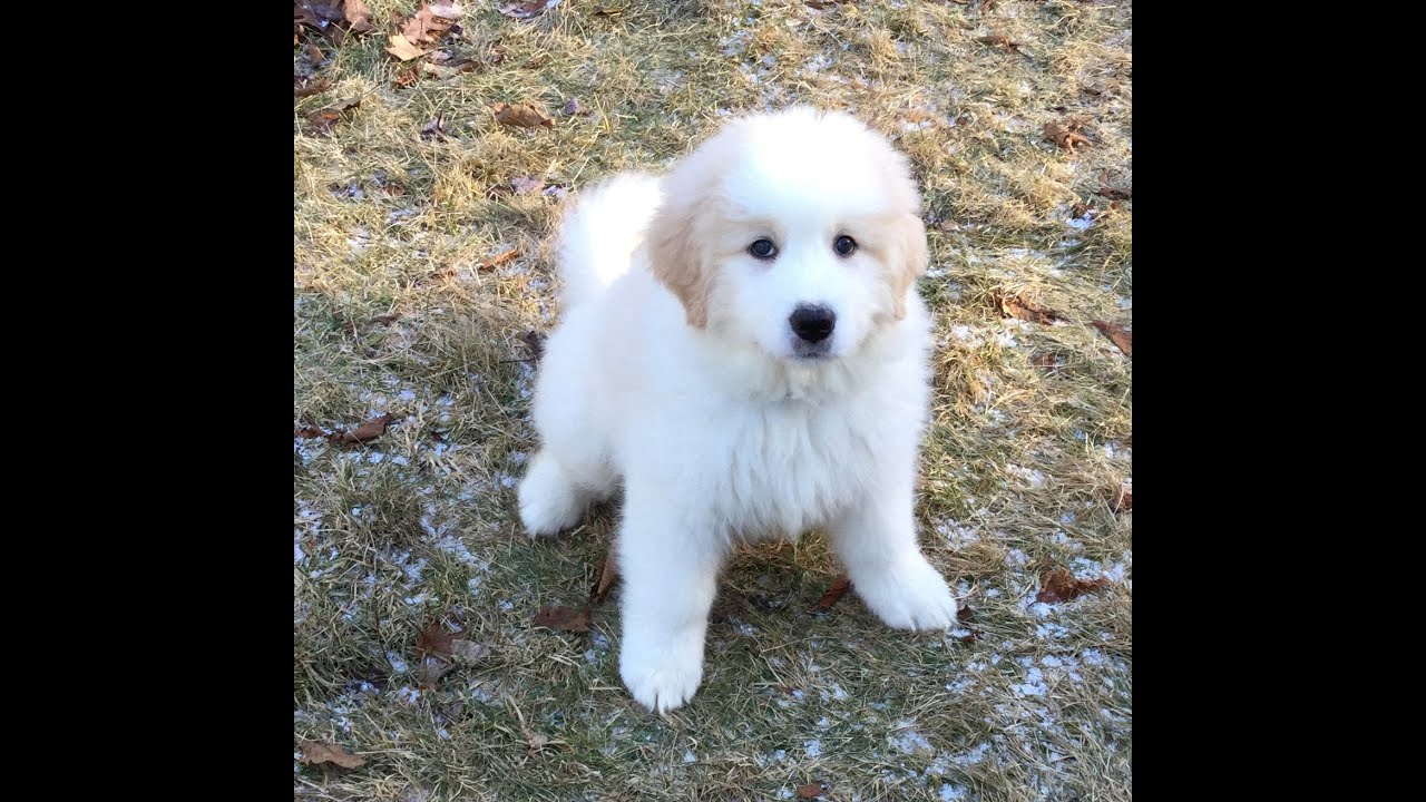 Coco & Mea - Cute Little Puppies - YouTube