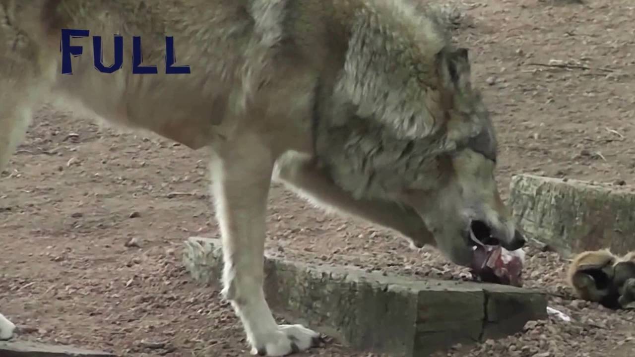 Wolves howling - YouTube