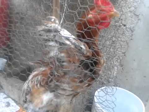 Gallo cacareando - YouTube