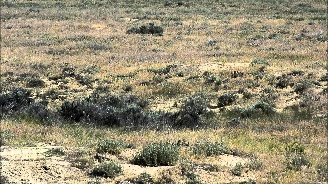 Prairie Dog Hunt Rangely, Colorado - YouTube