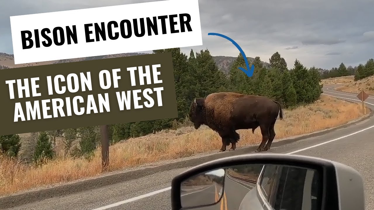 Bison Road Crossing Wyoming USA - YouTube