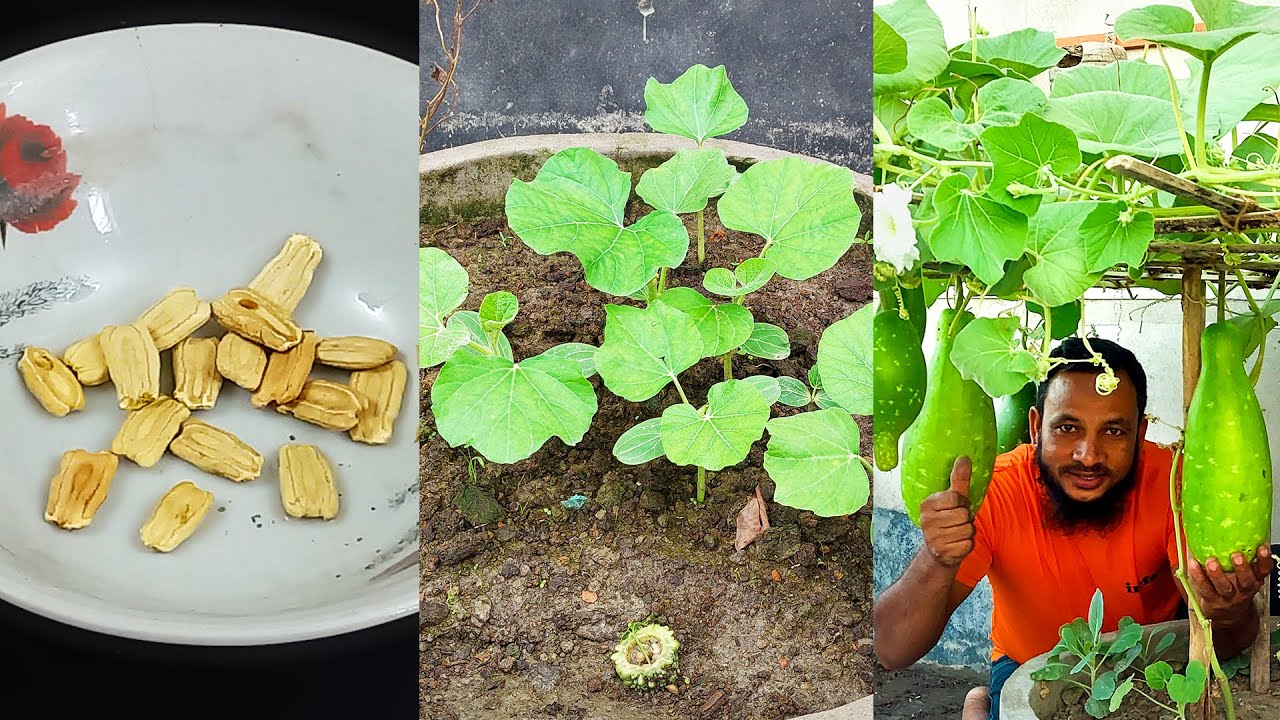 How to grow gourd from seeds at home///Easy grow gourds///Planting ...