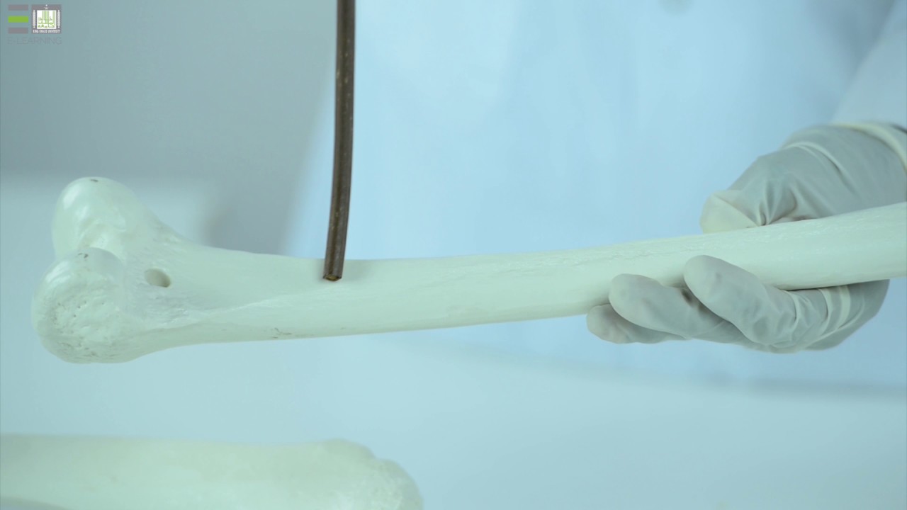 Anatom-1 | Practical - 26 | The lower limb - YouTube
