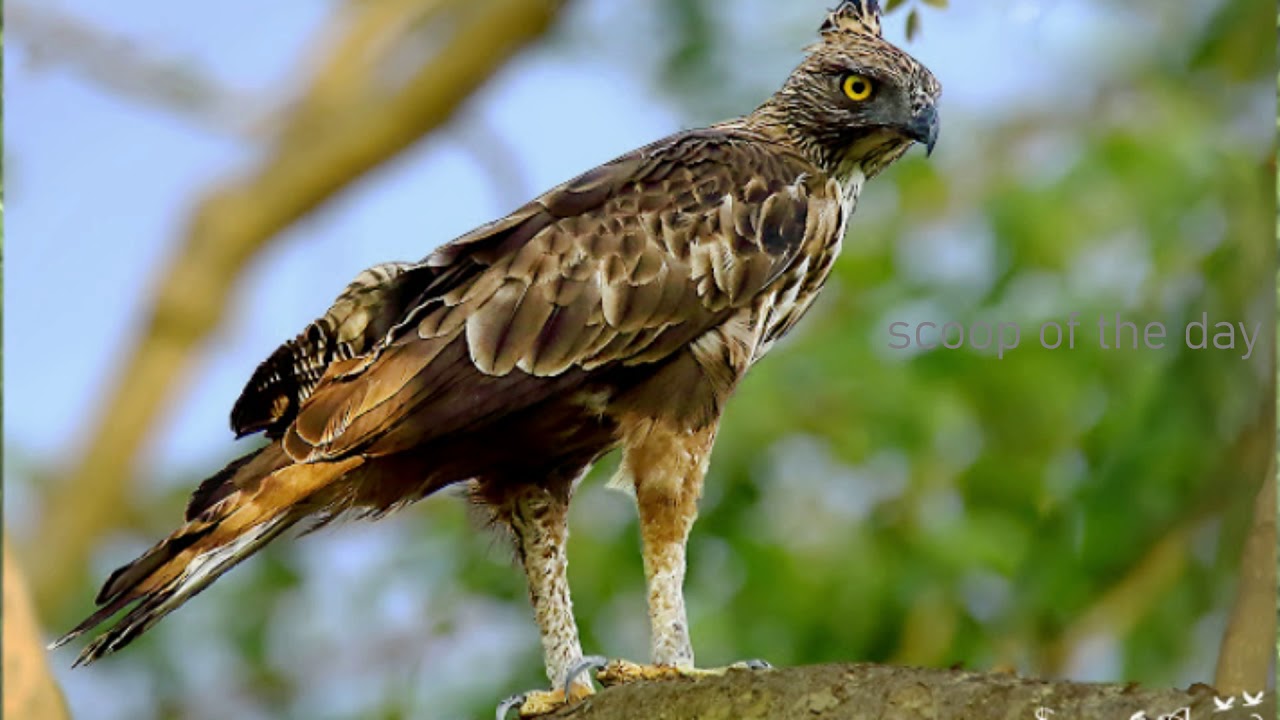 Henry Hawk Coloring Pages