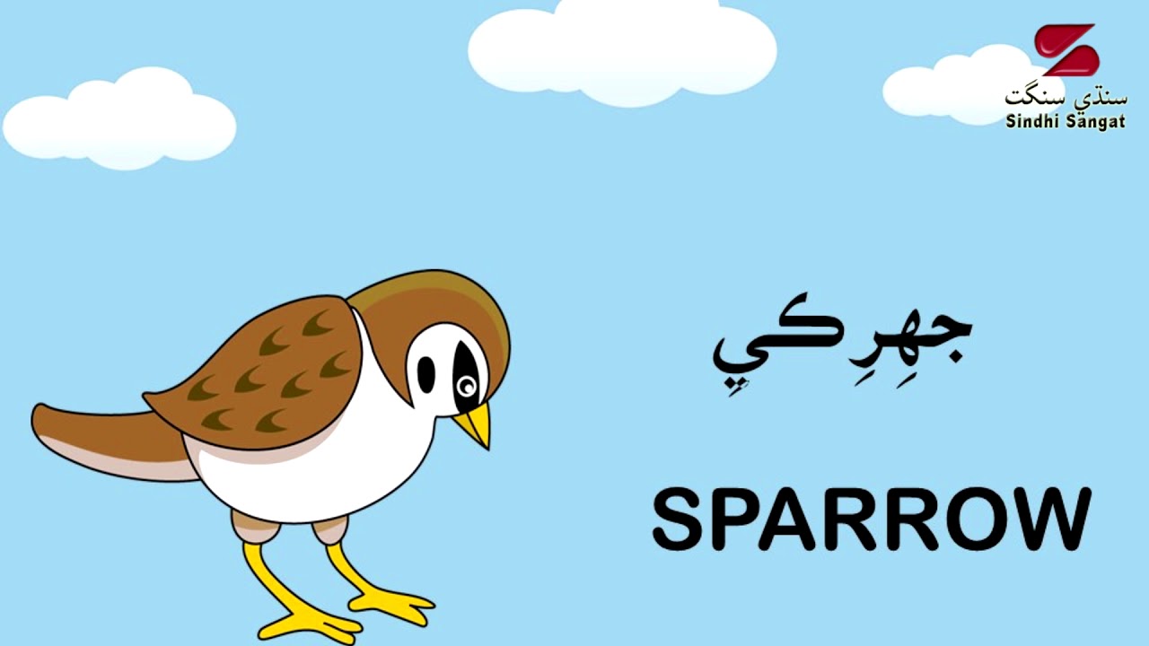 Birds names in Sindhi - YouTube