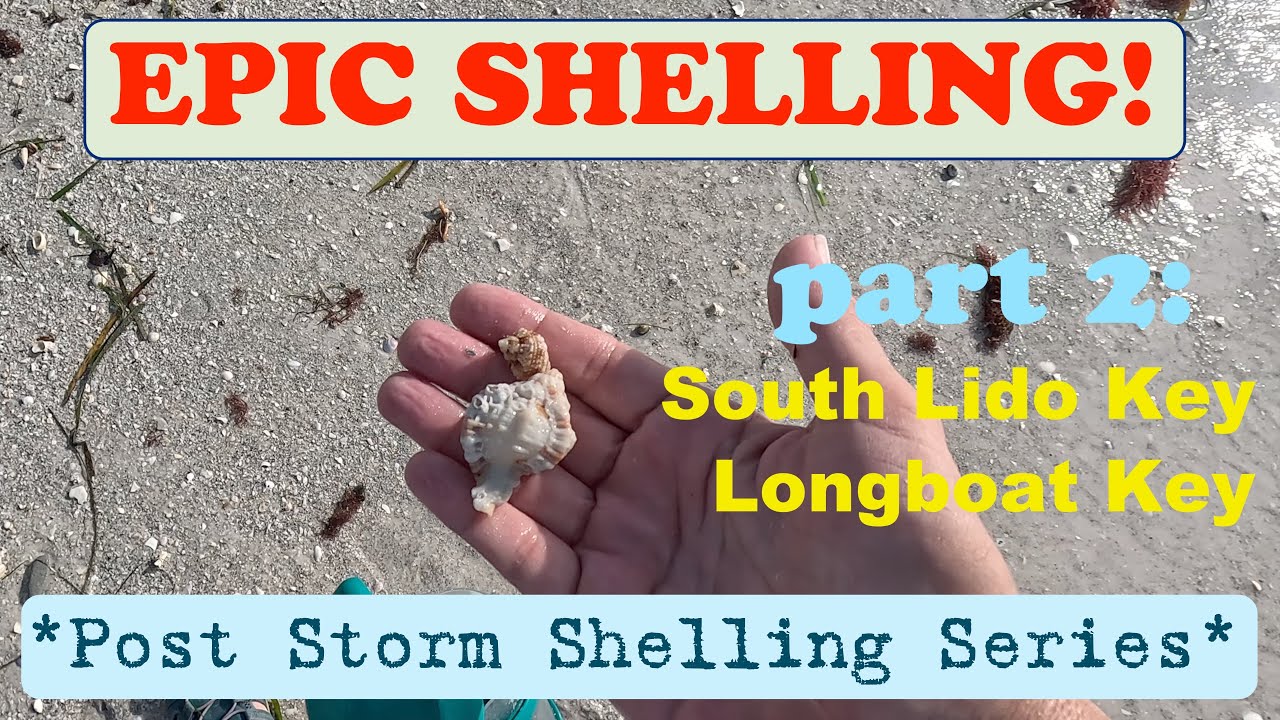EPIC SHELLING Post Idalia at LIDO Key Longboat Key Part 2 of 4 - YouTube