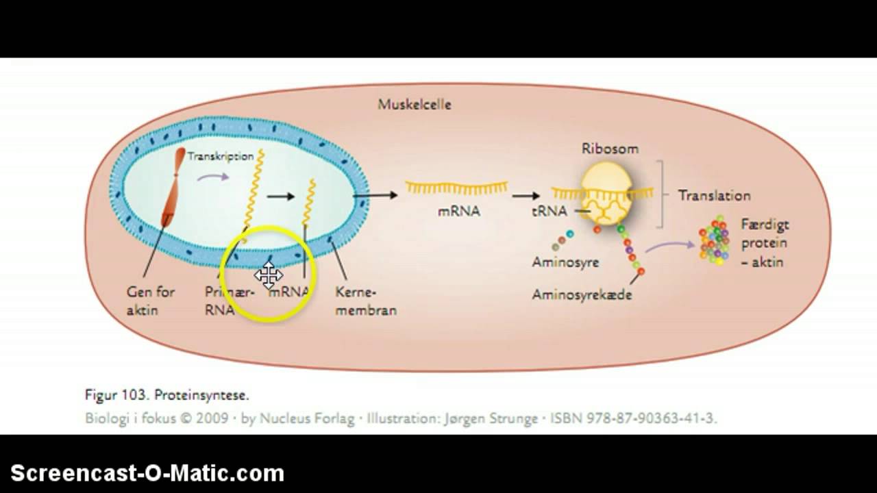 Proteinsynthese