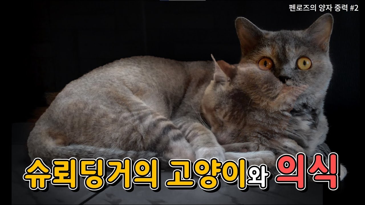 관측하는 의식이 슈뢰딩거의 고양이 역설을 만든다 위그너의 친구 사고실험에 대하여 펜로즈의 양자중력 2 Youtube