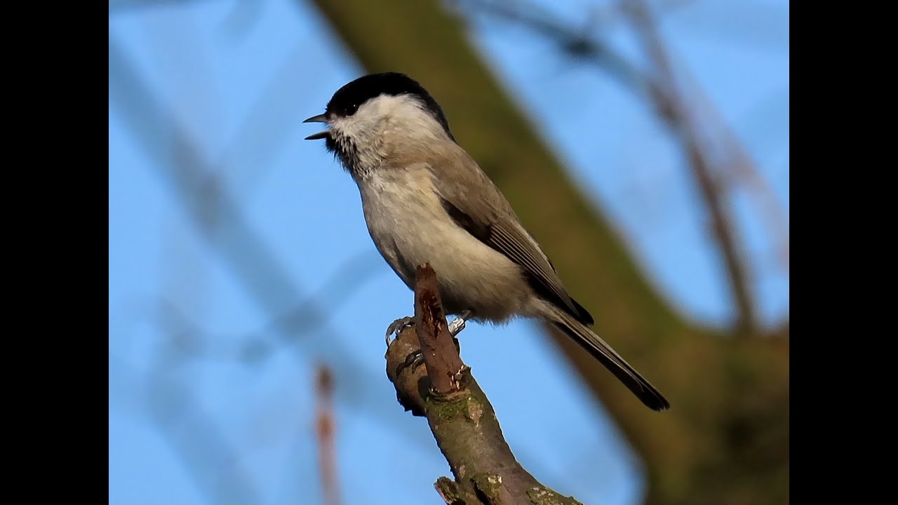1569. Sýkora babka, Marsh Tit, Sumpfmeise, Glanskop, Черноголовая ...
