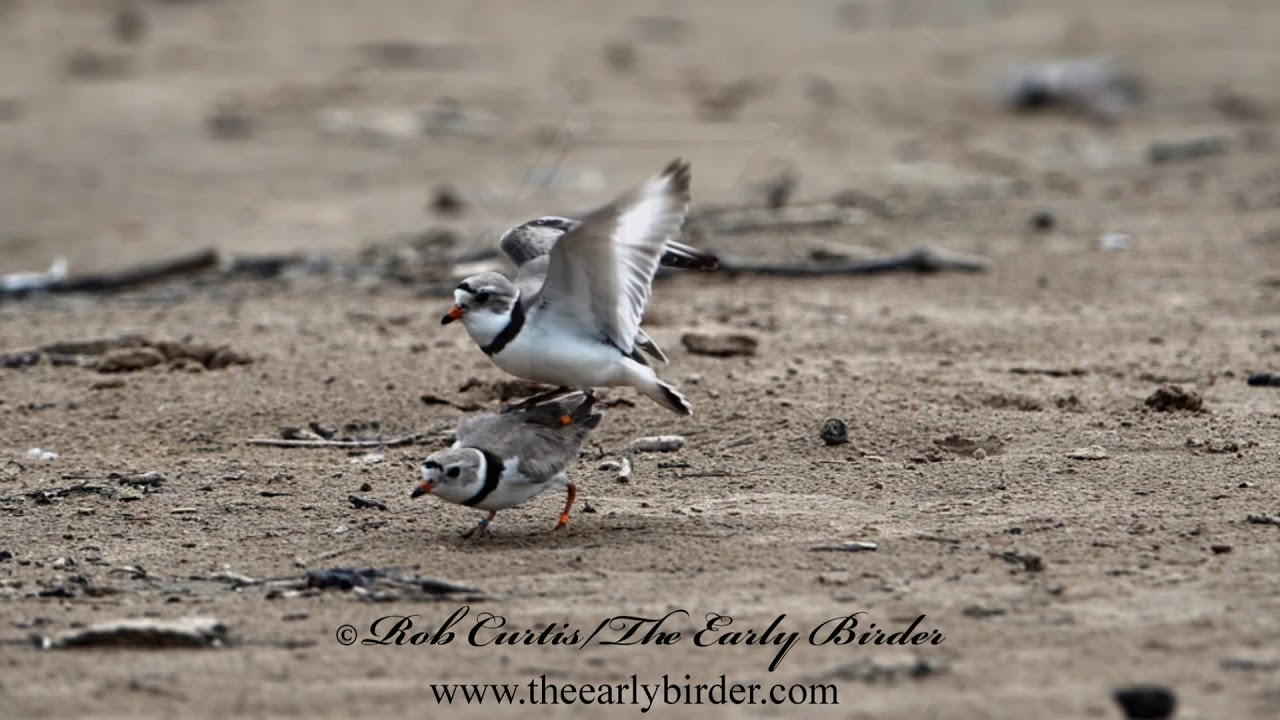 PIPING PLOVER courting, mating, nesting Charadrius melodus - YouTube