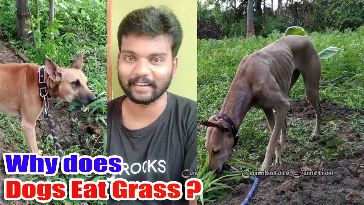 Dog Eats Grass dog-eats-grass