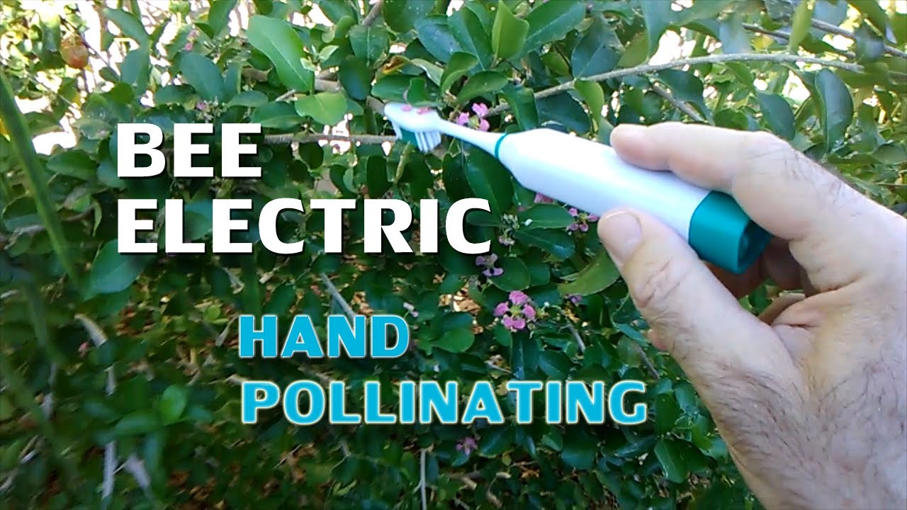 Bee Electric - Hand Pollinating - YouTube