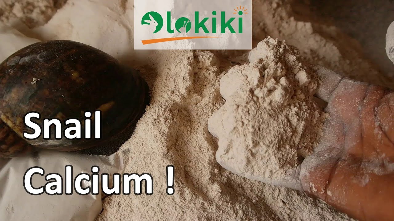 How to process snail shell into calcium source! || Snail shell Uses ...