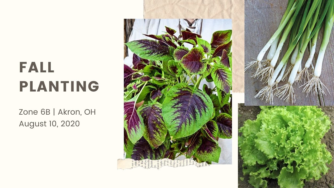 Some Fall Planting | Zone 6B Container Garden - YouTube