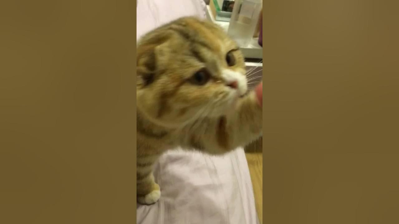 Chó Mật xấu tính , chơi bẩn trong cuộc chiến giành phô mai ... Khổ thân ...