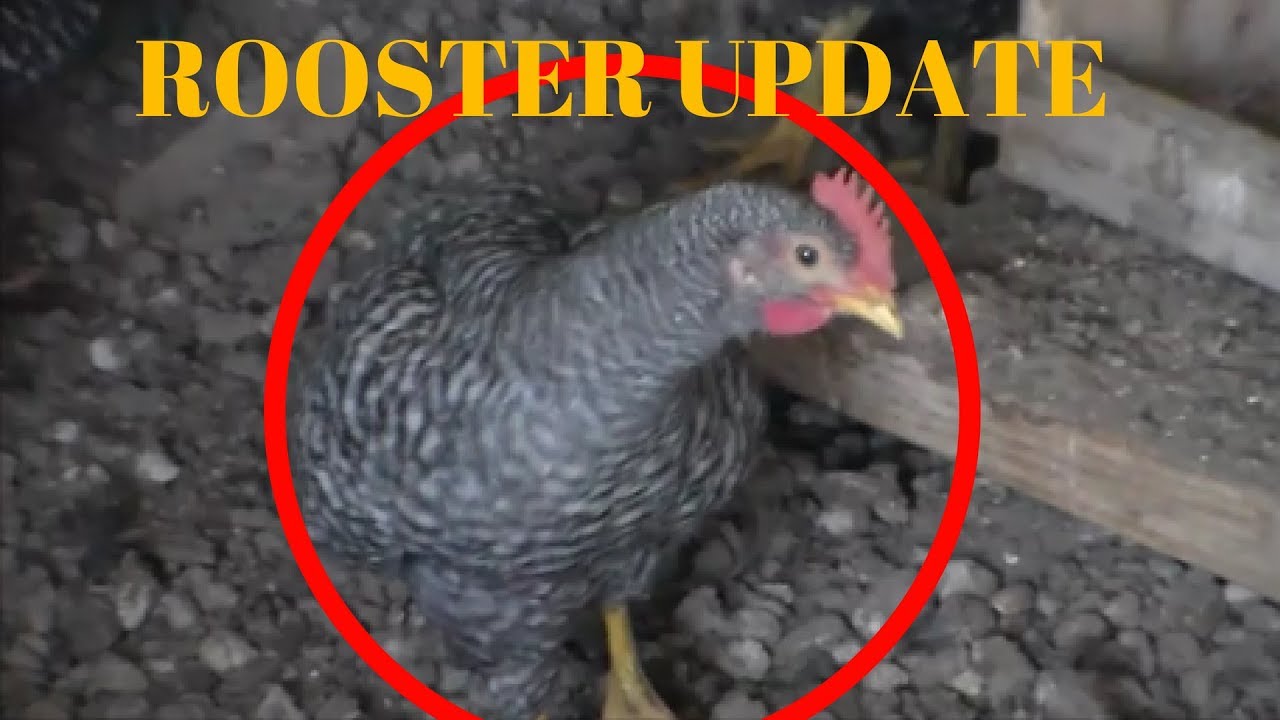 Introduction of a new rooster! Turkey update - YouTube