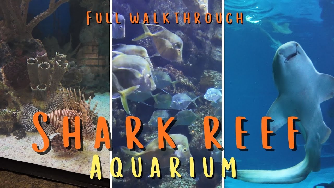 Shark Reef Aquarium at Mandalay Bay | Sharks, Turtles & More! [4K ...