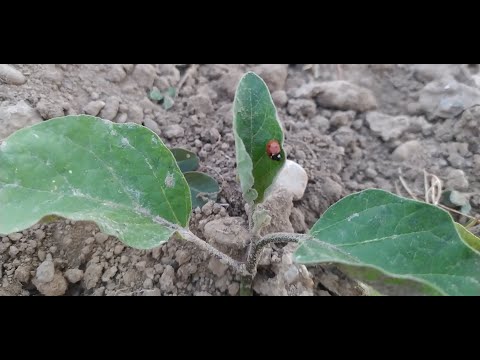 Domates Çapası / Biber Çapası / Patlıcan Çapası / Çapalama / Çapalama Nasıl Yapılır ? ( 2021)