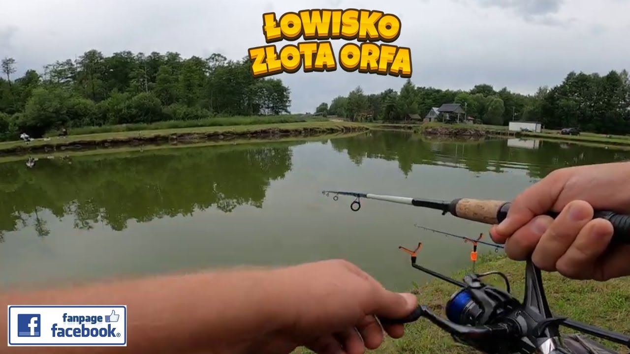 ŁOWISKO ZŁOTA ORFA 🐟 - YouTube