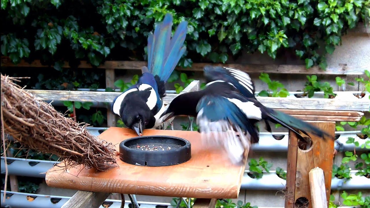 MAGPIE VS MAGPIE - THIS IS NOT LOVE (#birds #wildlife #magpie #fighting ...