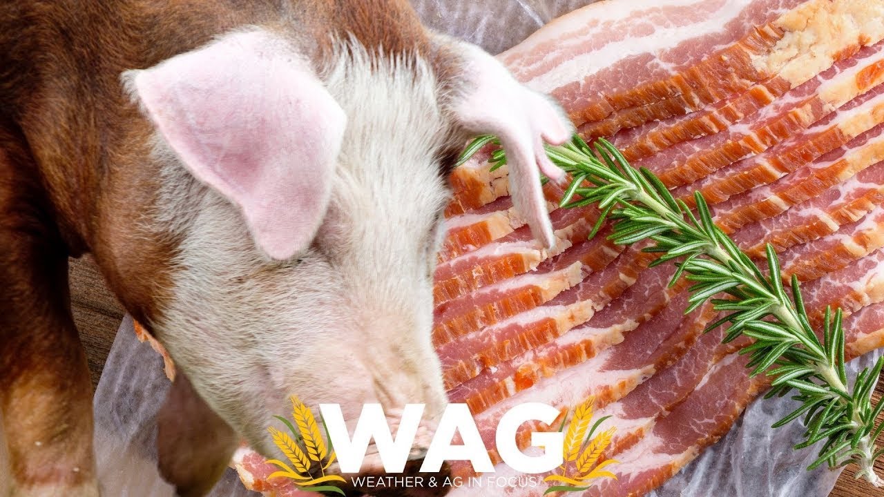Whats Its Like Raising Bacon Seeds - YouTube