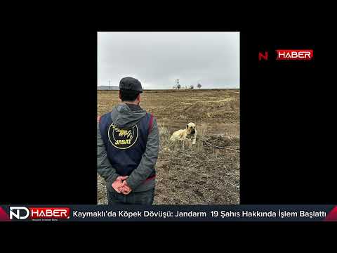 Kaymaklı’da Köpek Dövüşü: Jandarma 19 Şahıs Hakkında İşlem Başlattı