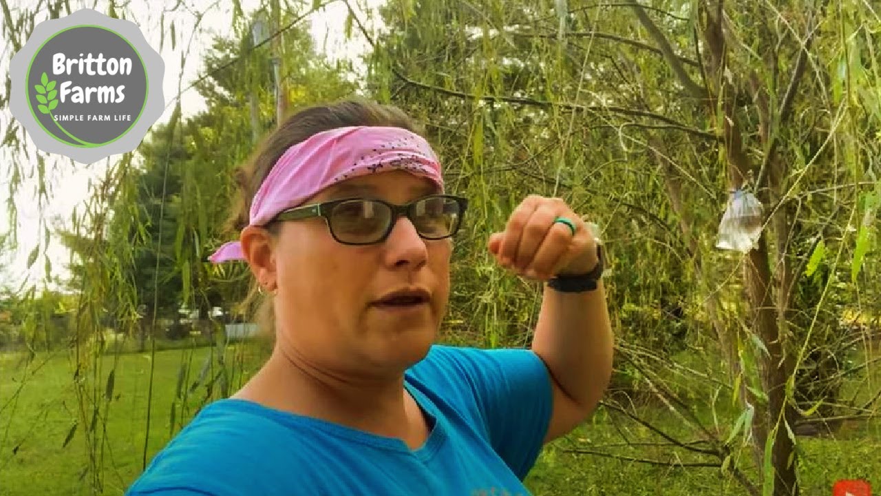 Rooting Tree From A Limb/ Propagate Tree Limb - YouTube