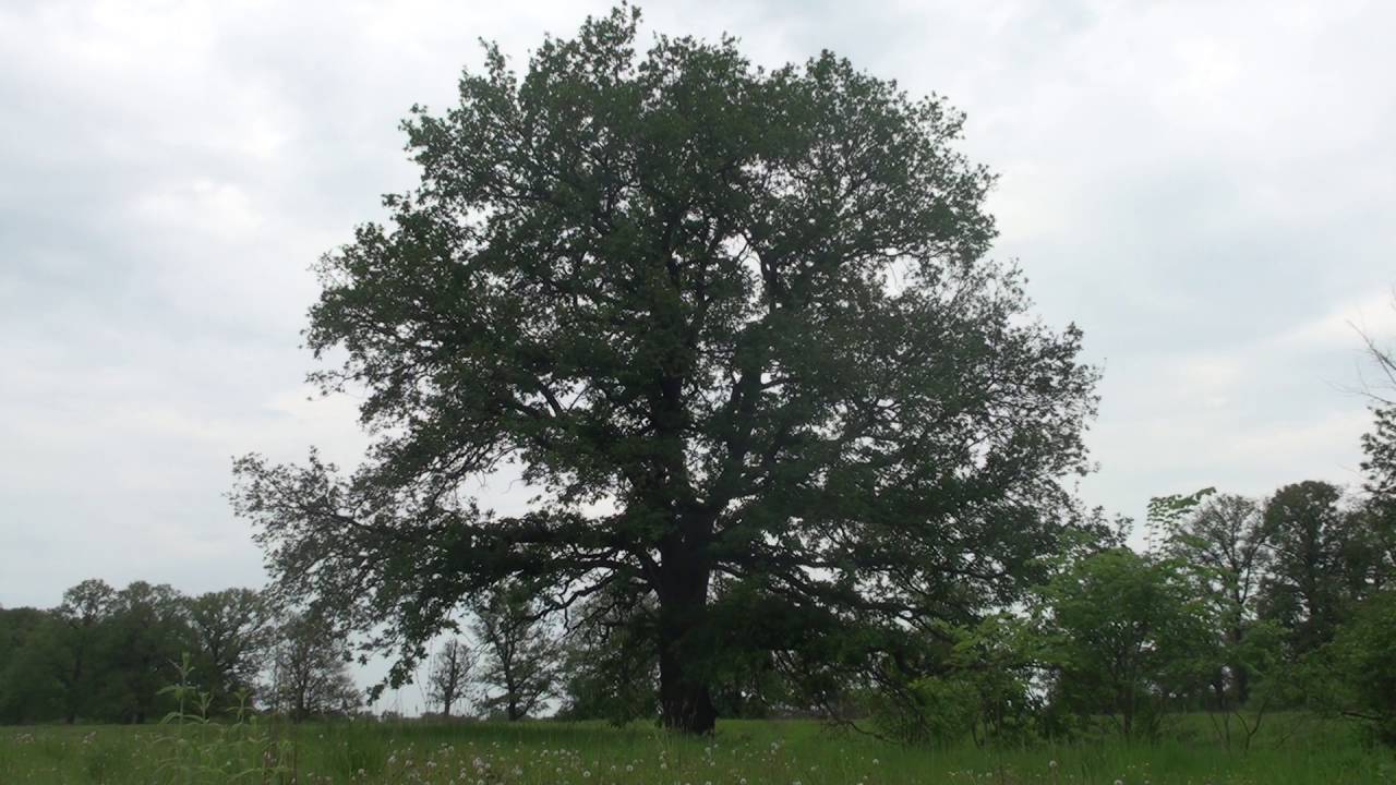 RELAX, Tree and sounds of nature - YouTube