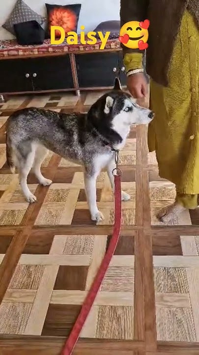 Daisy 🥰#shorts #shortvideo #youtubeshorts #daisy #husky #trending - YouTube