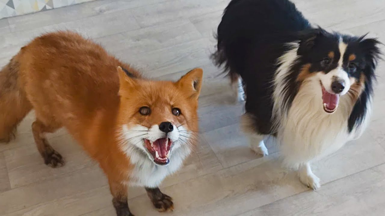 Weekdays Foxes and dogs | We want to walk - YouTube