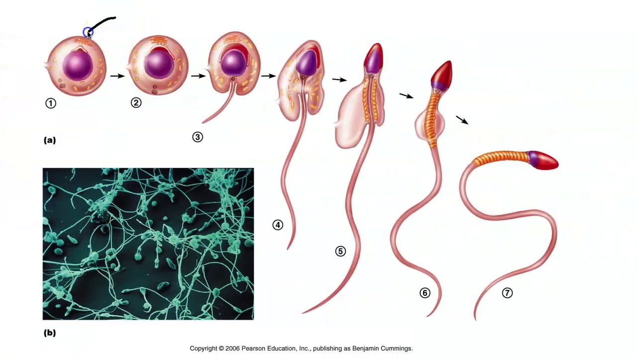 Spermiogenesis - YouTube