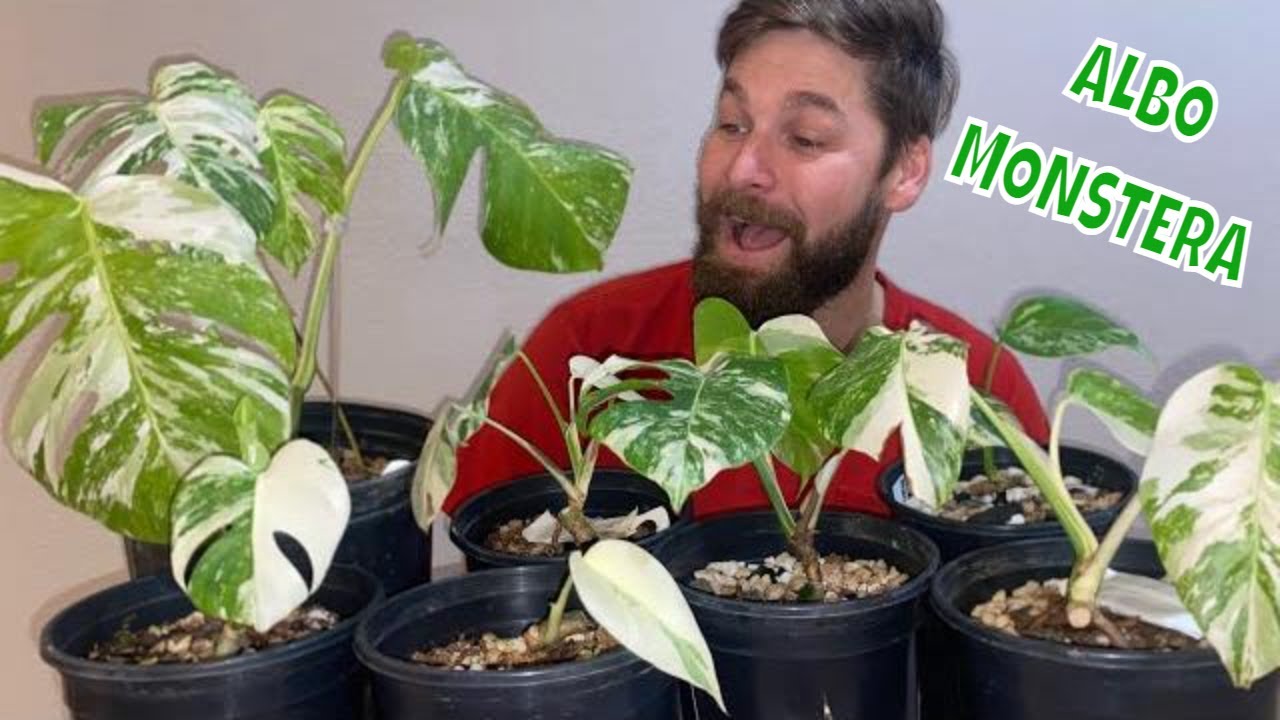 Albo Monstera Variegated Cuttings! (Update, 7 Stunning Albos!) - YouTube