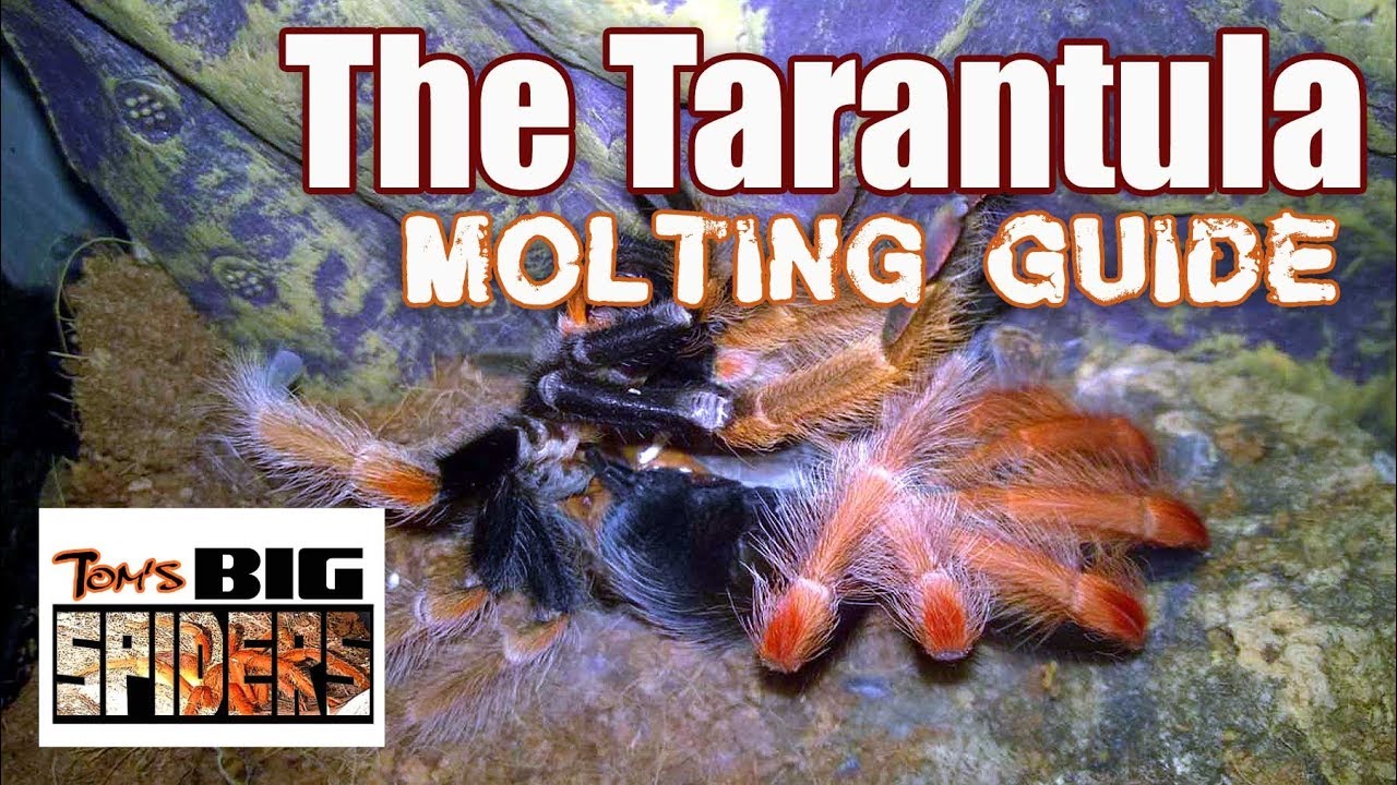 Tarantula Molting Guide - Signs of Premolt - YouTube