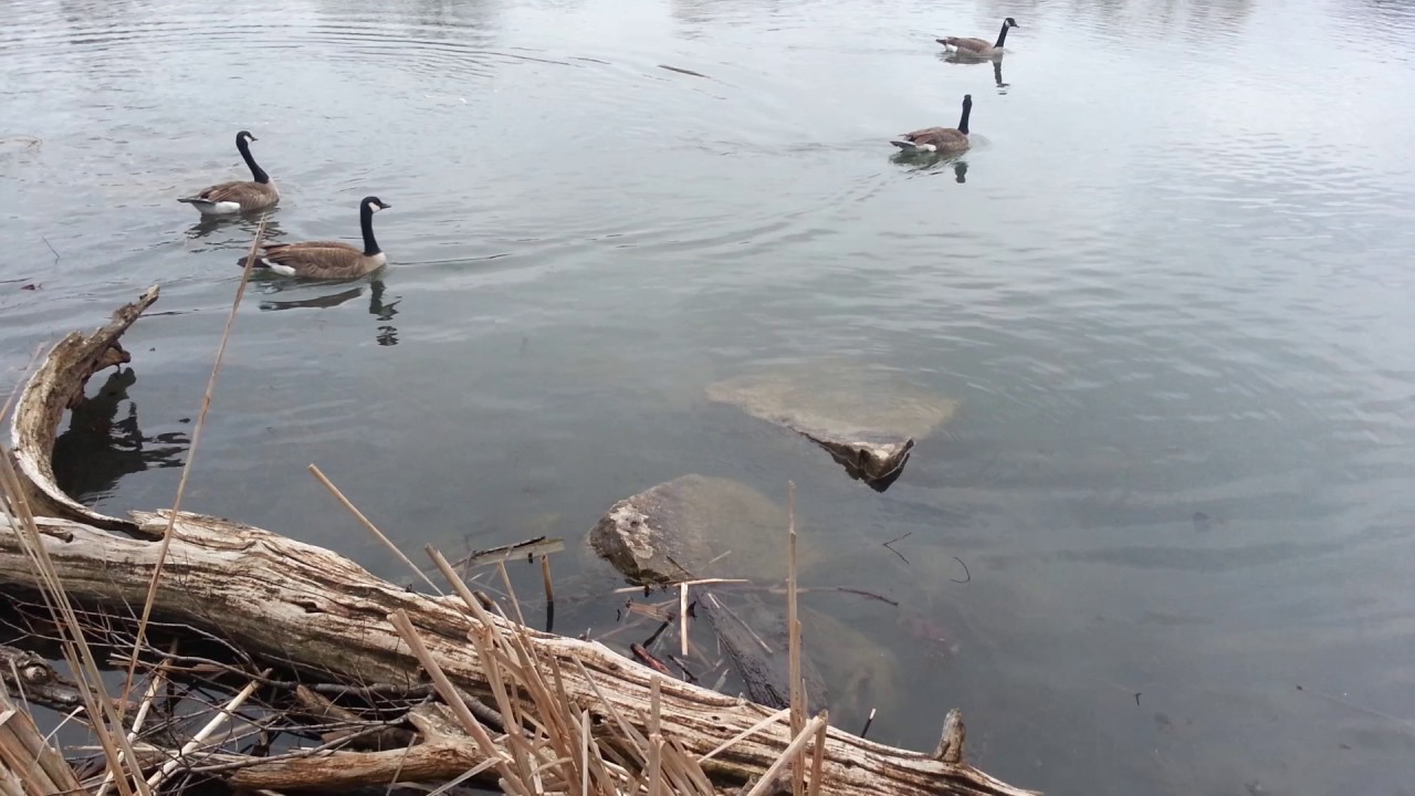 Geese and a beaver - part 1 - YouTube