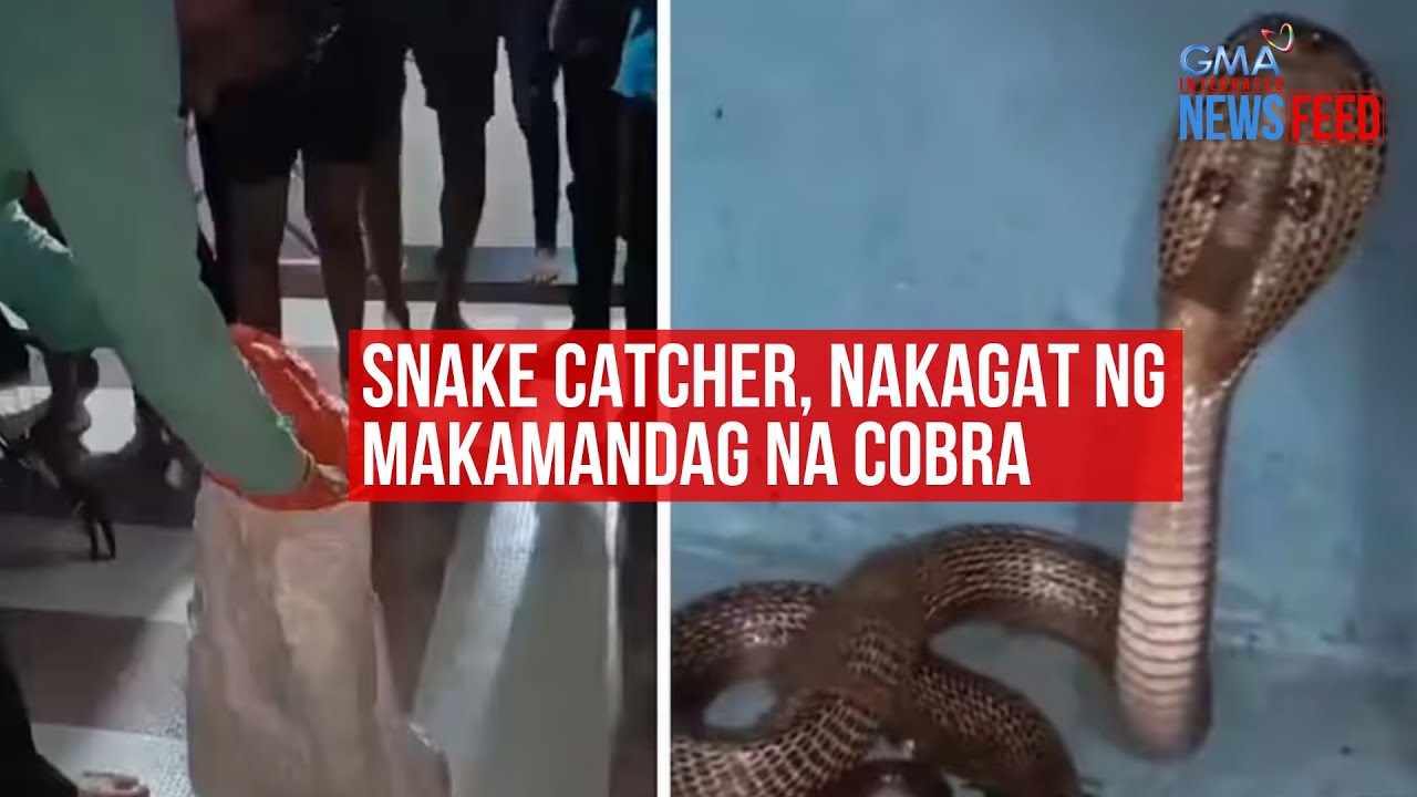 Snake catcher, nakagat ng makamandag na cobra | GMA Integrated Newsfeed ...
