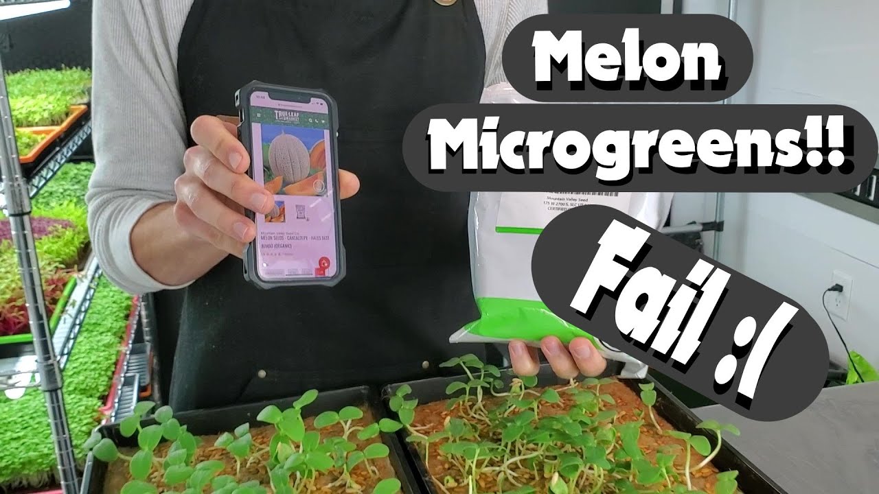 Melon Microgreens - Hydroponic - Terrafibre - On the Grow - Fail - YouTube