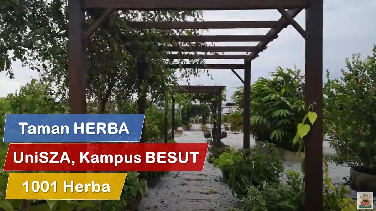 [ Herba ] Pokok HERBA & Ubatan Di Taman HERBA UniSZA Kampus BESUT - YouTube