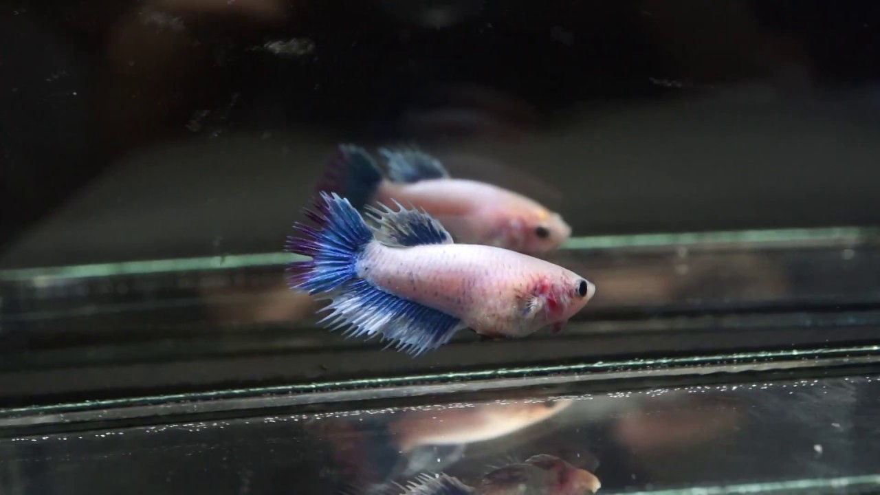 DRAGON BLUE VIOLET Crowntail CT (Female) Betta - YouTube