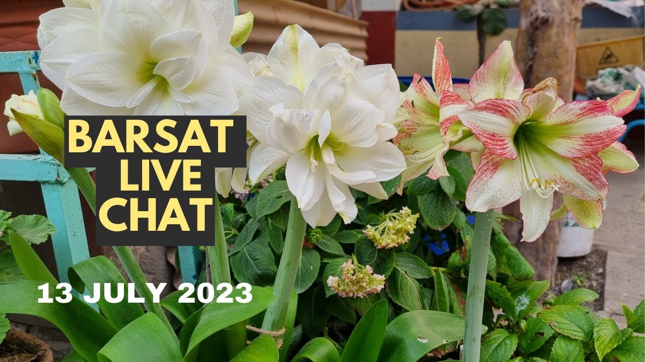 Barshat Live Chat - YouTube