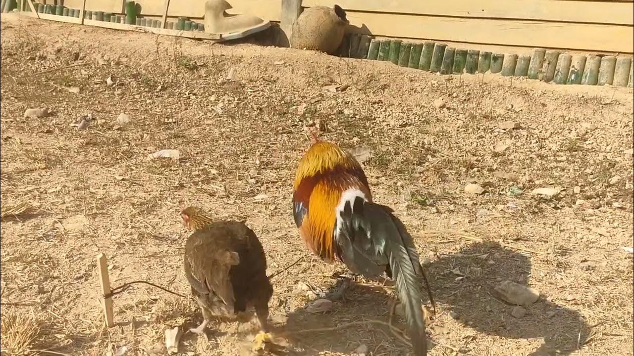 Qaib dib Daj - YouTube